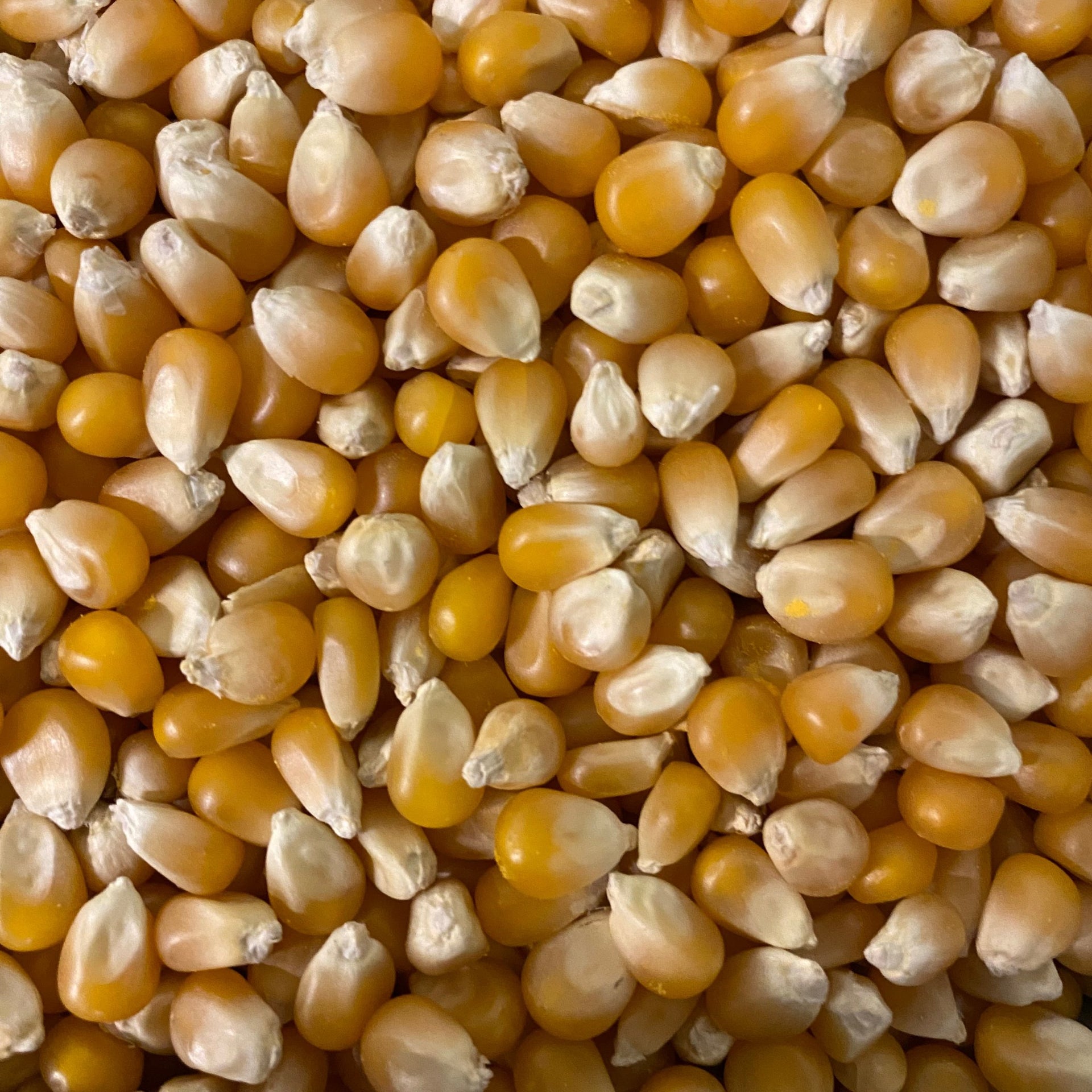 Our Story – Wild About Popcorn